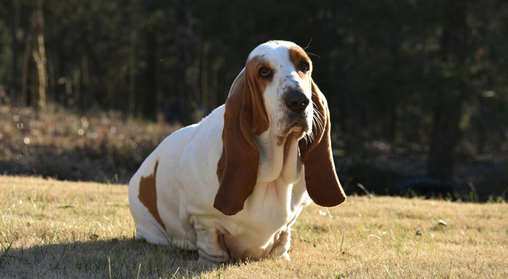 All About Dogs | History, Breeds, Fun Facts, Lifespan & More!
