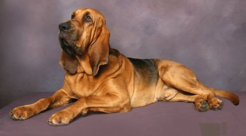 All About Dogs | History, Breeds, Fun Facts, Lifespan & More!