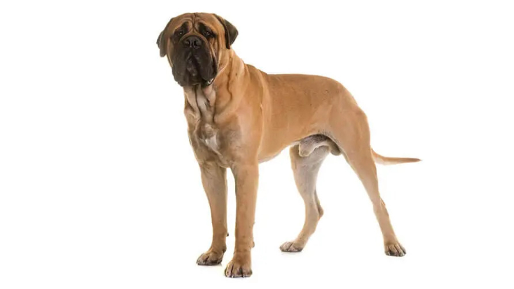 All About Dogs | History, Breeds, Fun Facts, Lifespan & More!