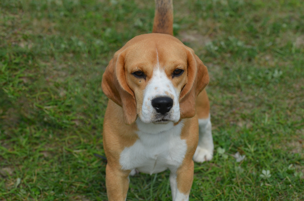 All About Dogs | History, Breeds, Fun Facts, Lifespan & More!
