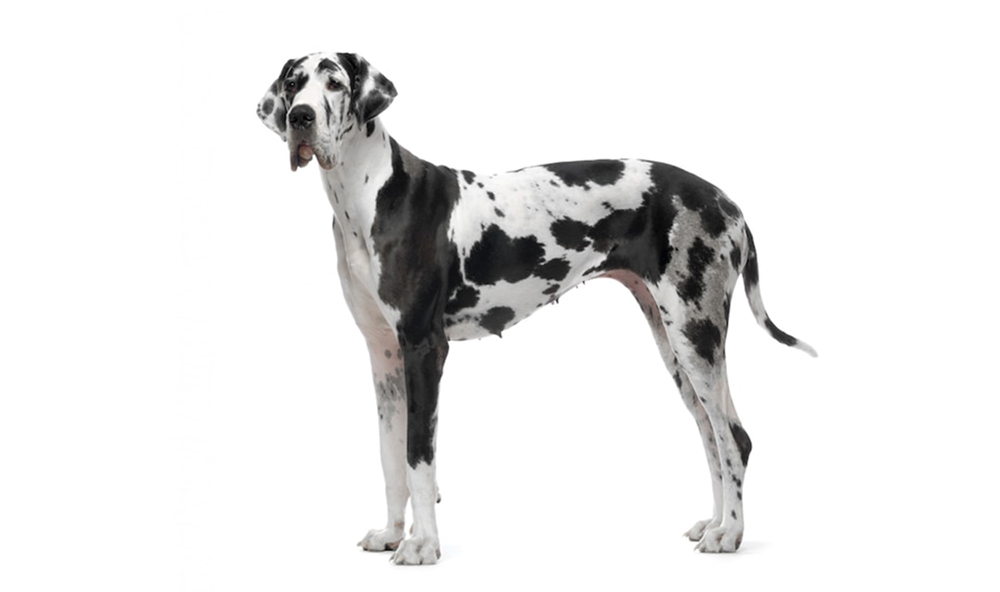 All About Dogs | History, Breeds, Fun Facts, Lifespan & More!
