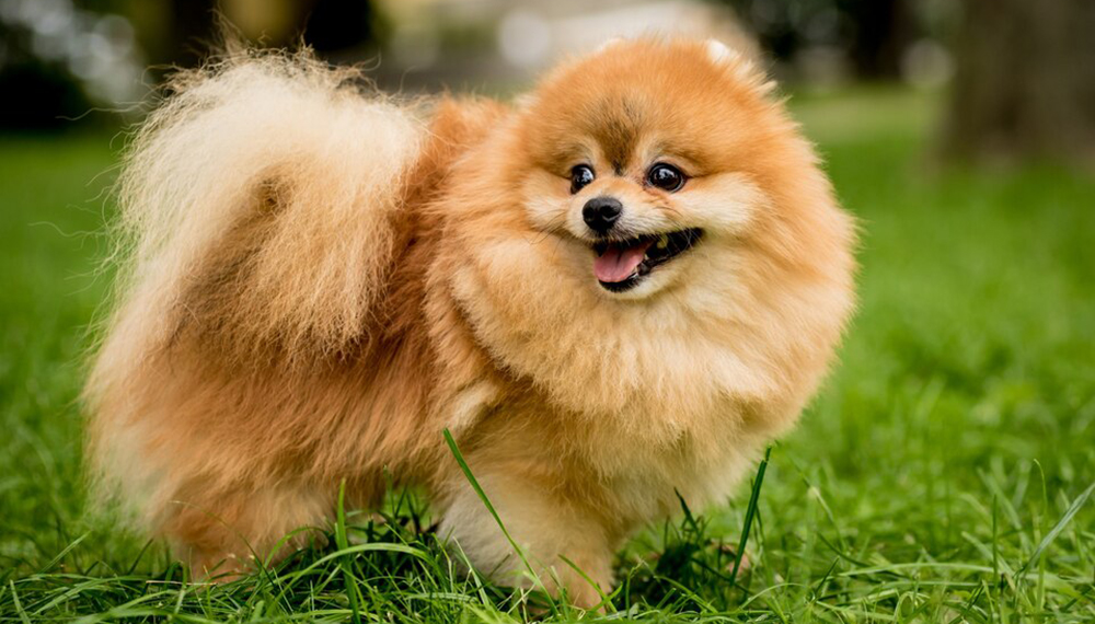All About Dogs | History, Breeds, Fun Facts, Lifespan & More!