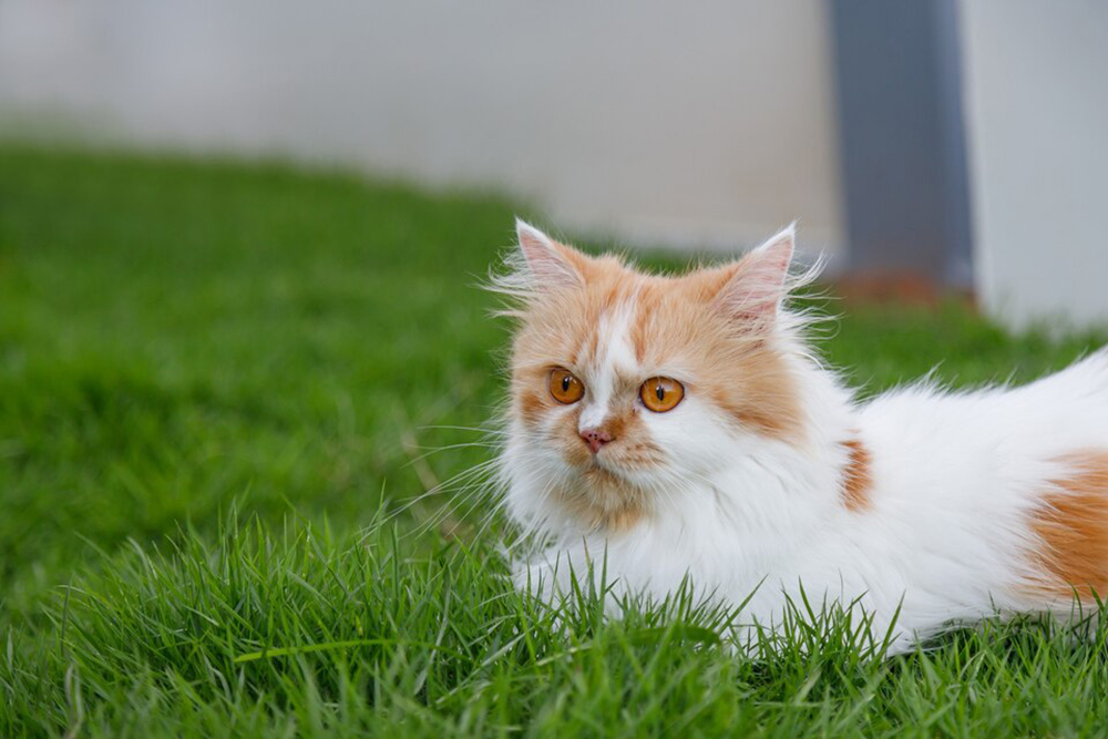 100+ Indian Cat Names With Meanings