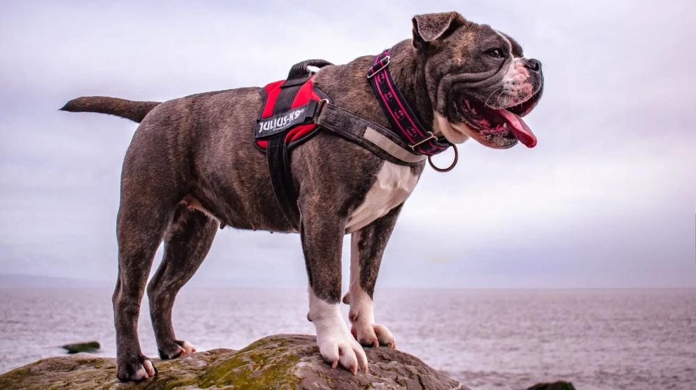 5 Reasons to Choose a Customized Dog Harness Over a Standard One