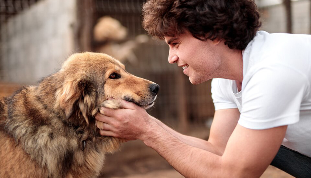 Prices List for Dog 2025: Everything You Should Know?