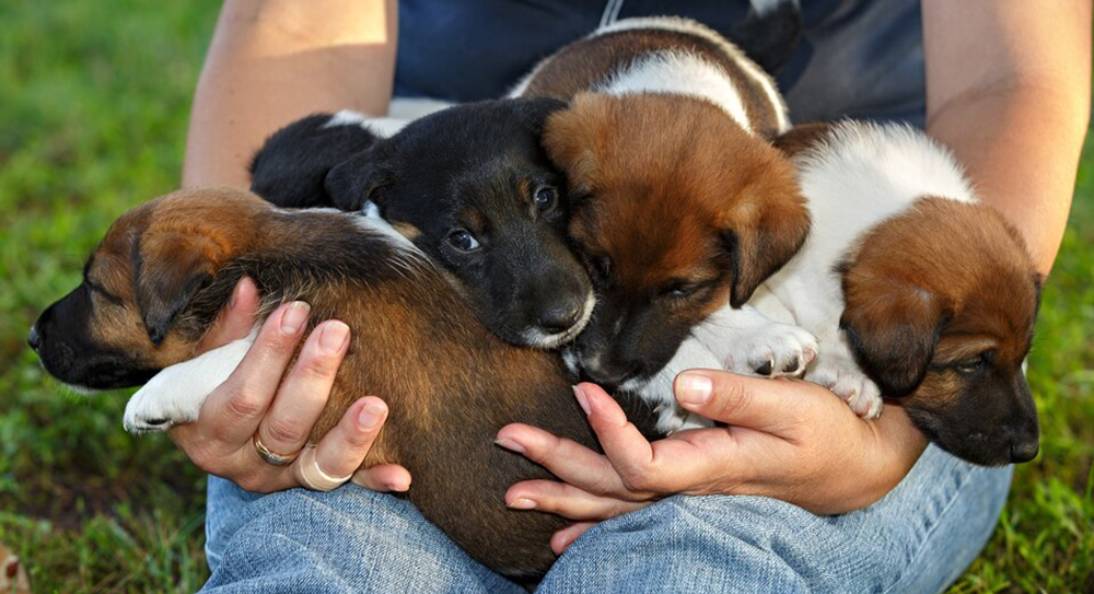 Prices List for Dog 2025: Everything You Should Know?