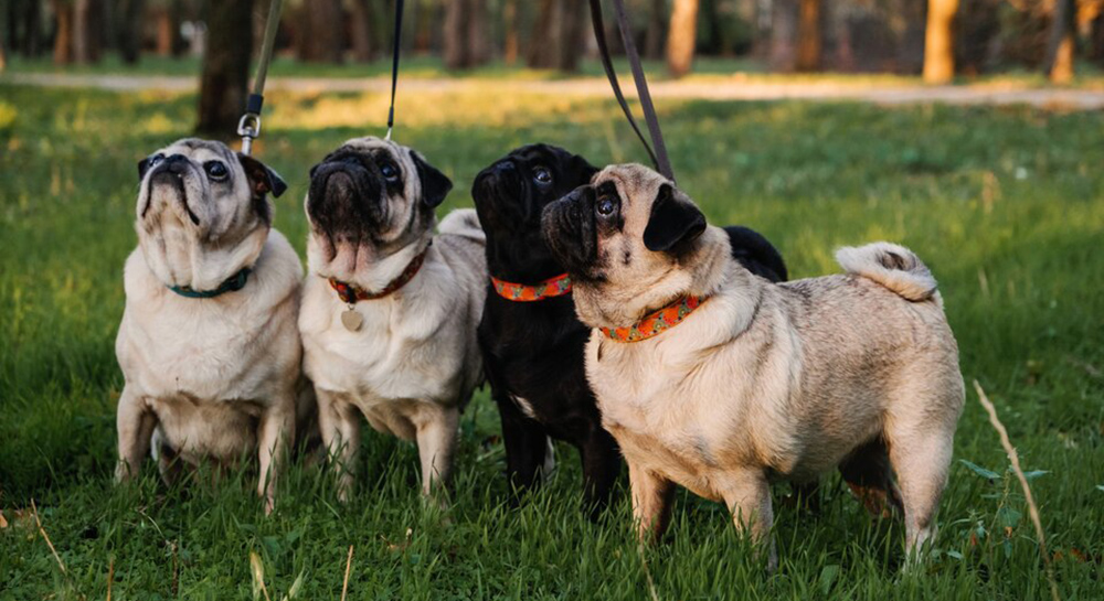 Prices List for Dog 2025: Everything You Should Know?