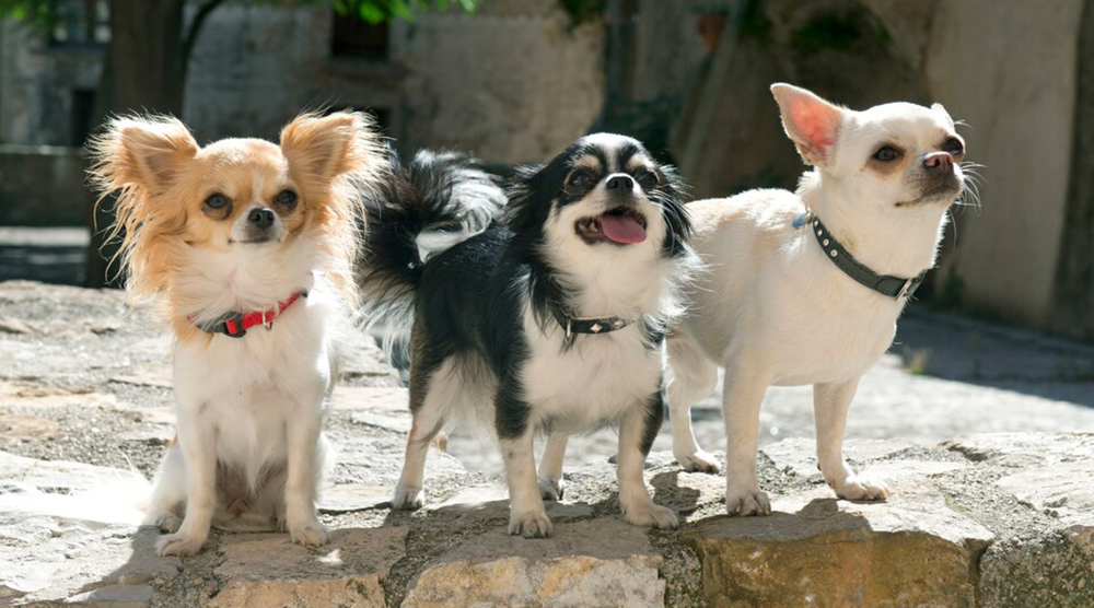 Prices List for Dog 2025: Everything You Should Know?
