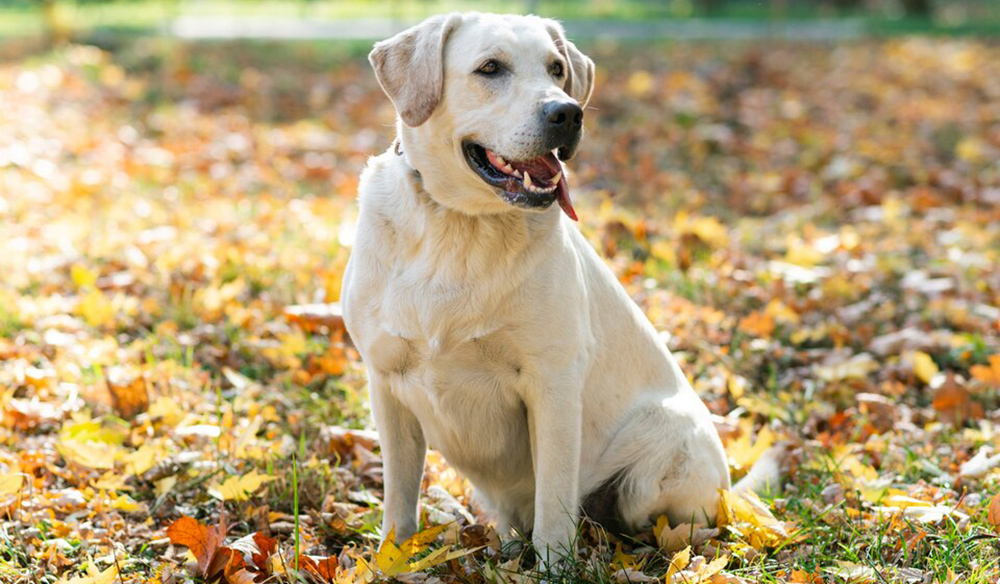 Labrador Dog Price in India 2025
