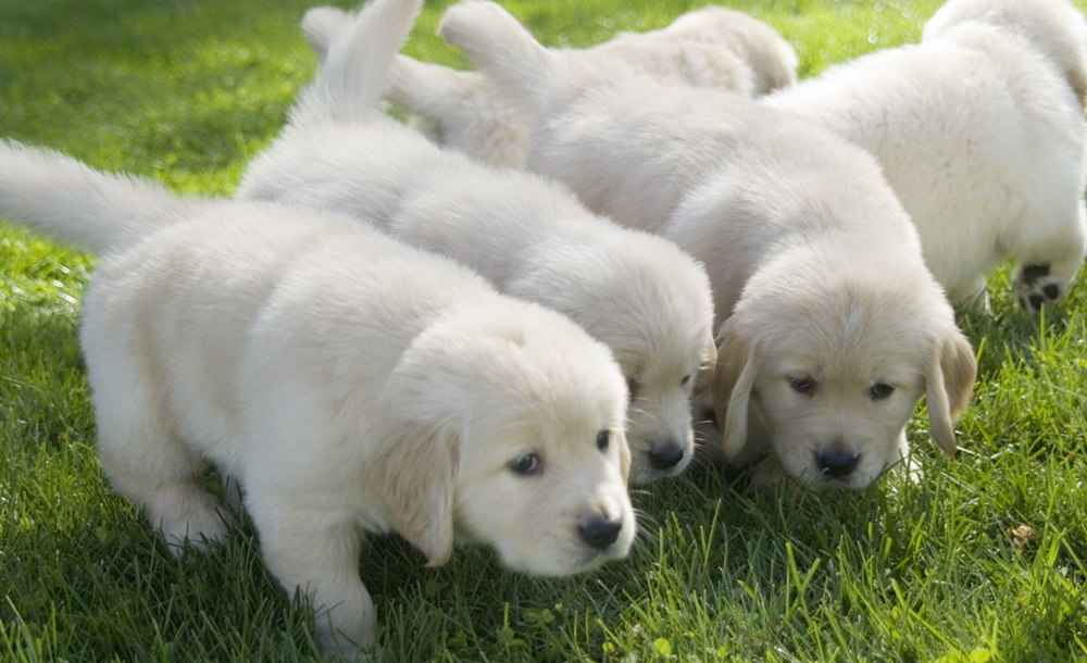 Labrador Dog Price in India 2025