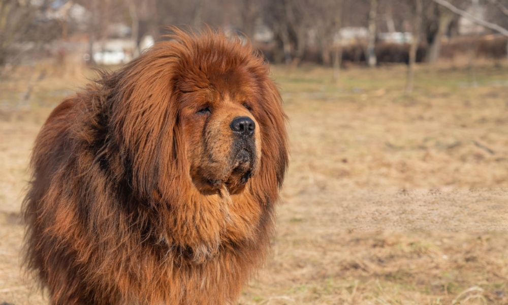 All About Tibetan Mastiffs: History, Traits, and Care Tips