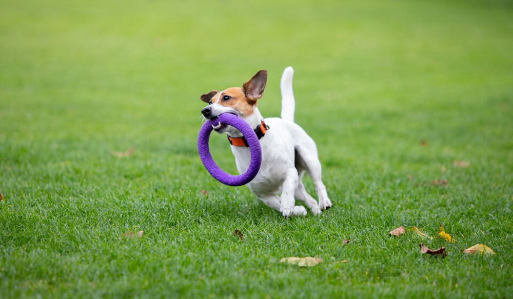10 Best Dog Sports and Activities