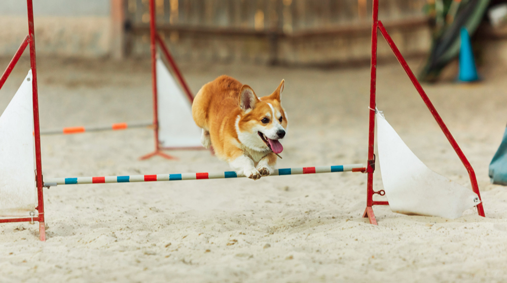 10 Best Dog Sports and Activities