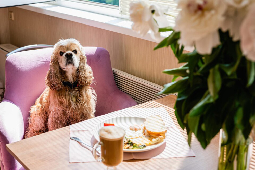 Top Pet-Friendly Cafes in Gurgaon