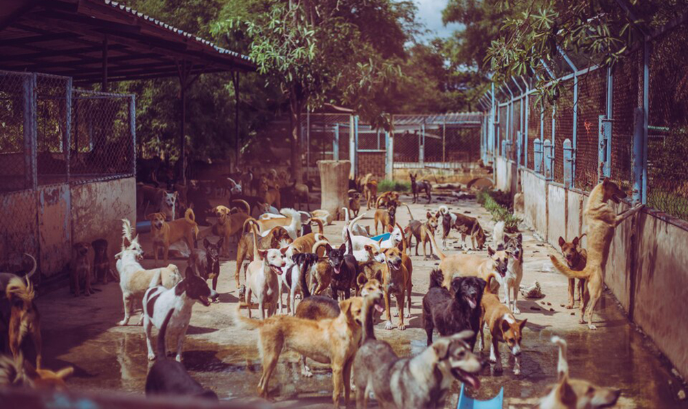 Top Pet Adoption Centres in Mumbai